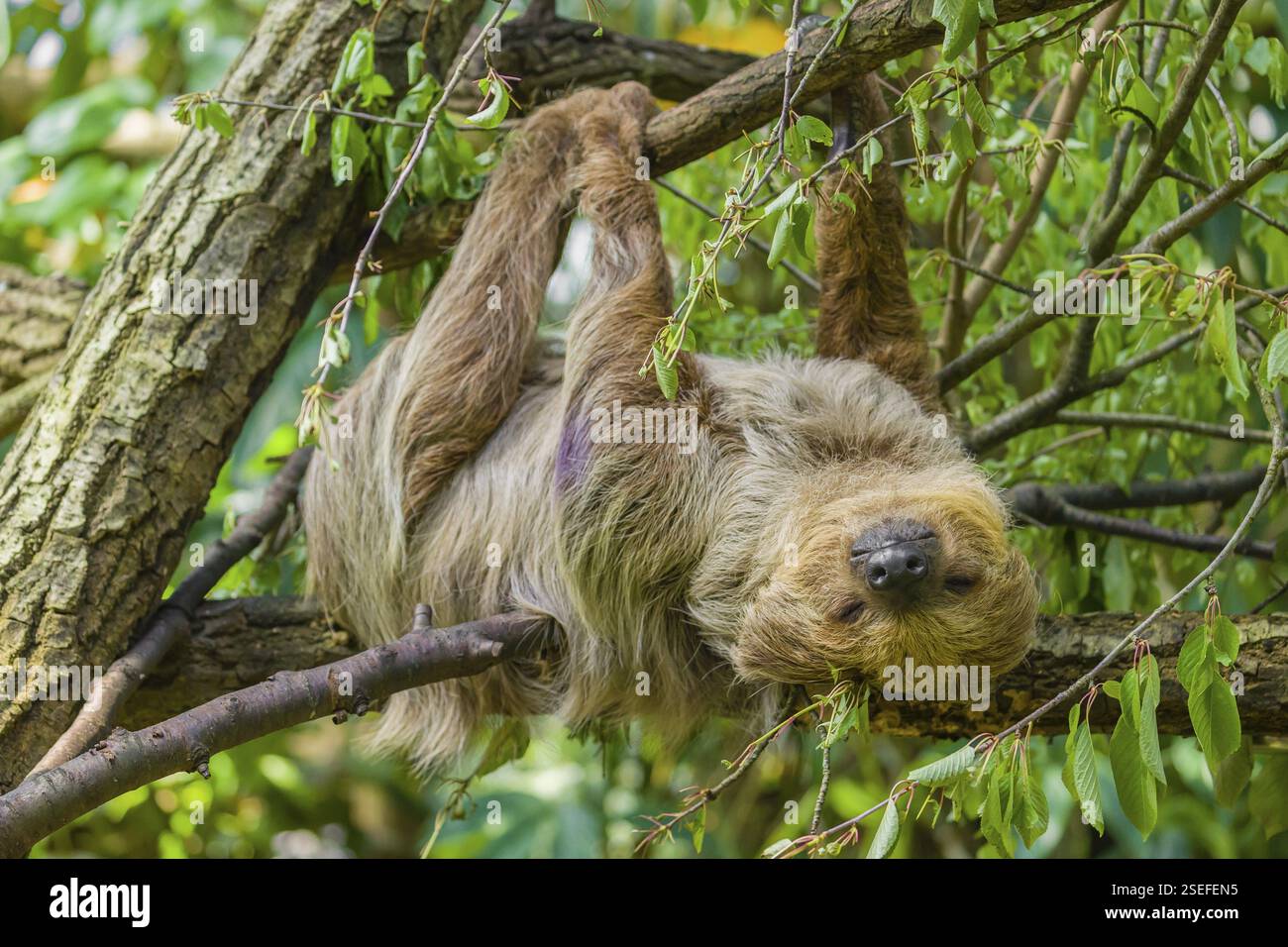 A Linnaeus's two-toed sloth (Choloepus didactylus) hangs down from a ...