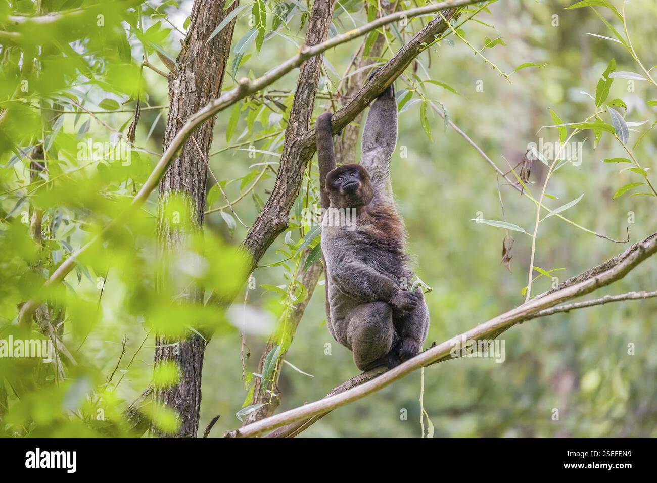 A common woolly monkey, brown woolly monkey, or Humboldt's woolly ...