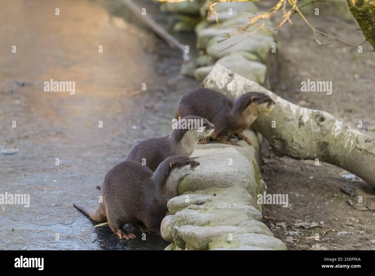 Three oriental small-clawed otter or Asian small-clawed otter (Aonyx ...
