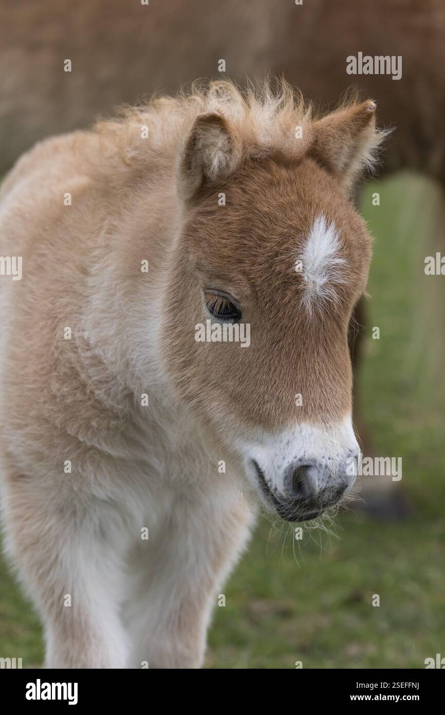 Falabella foal, The Falabella (Equus ferus caballus) is the smallest ...