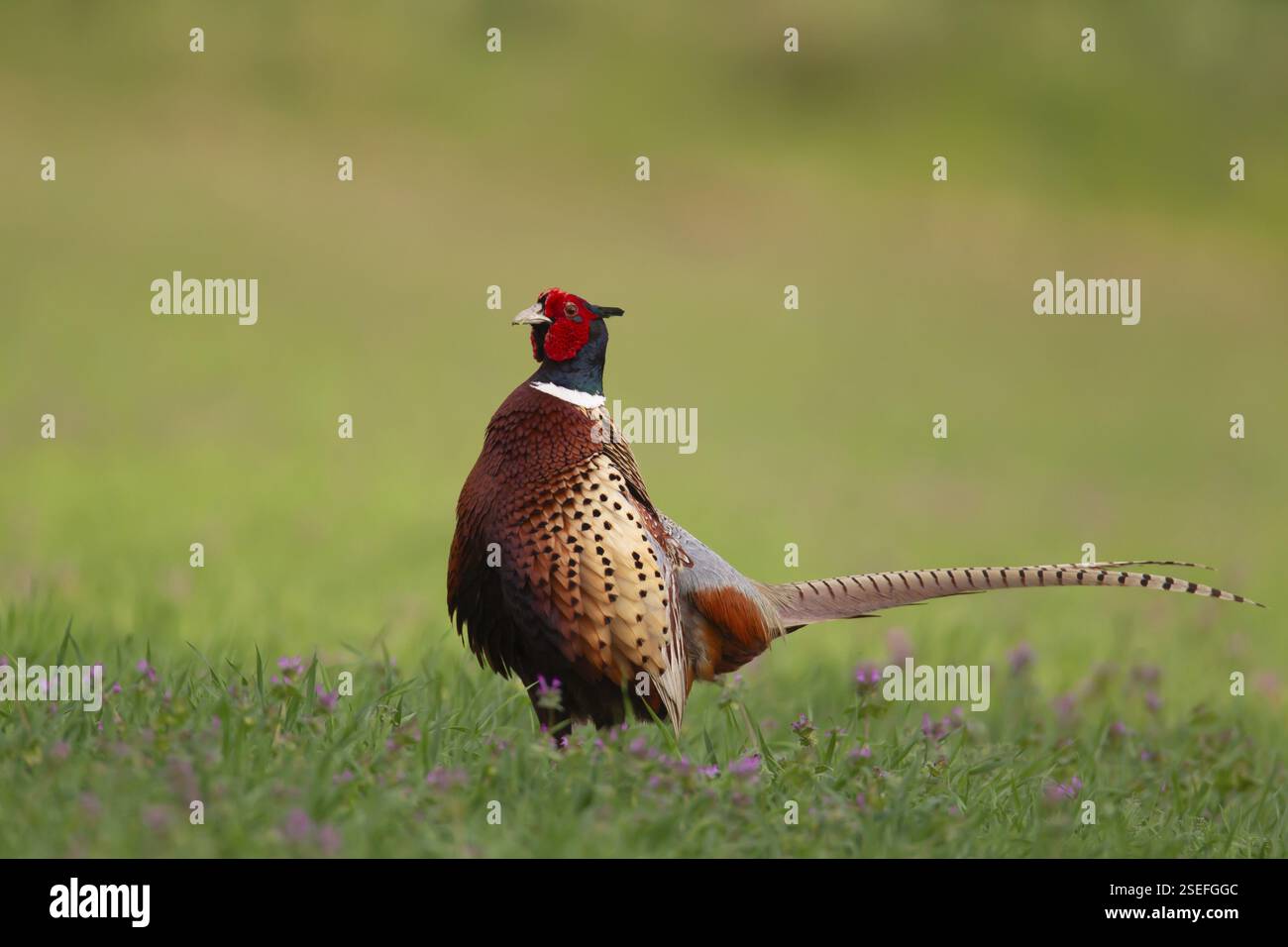 Cultivation of pheasants hi-res stock photography and images - Alamy