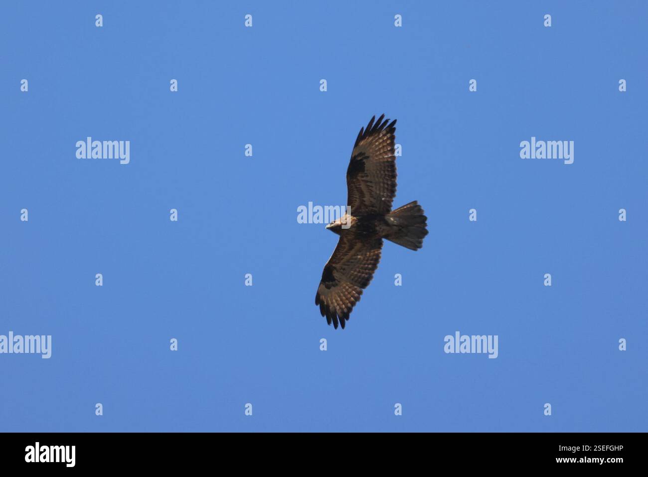 Himalayan Buzzard (Buteo refectus), Aves, Panchkhal, Nepal Stock Photo ...