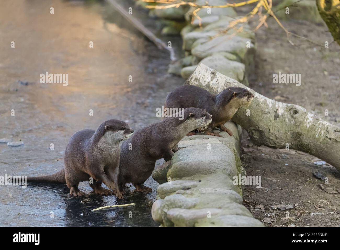 Three oriental small-clawed otter or Asian small-clawed otter (Aonyx ...