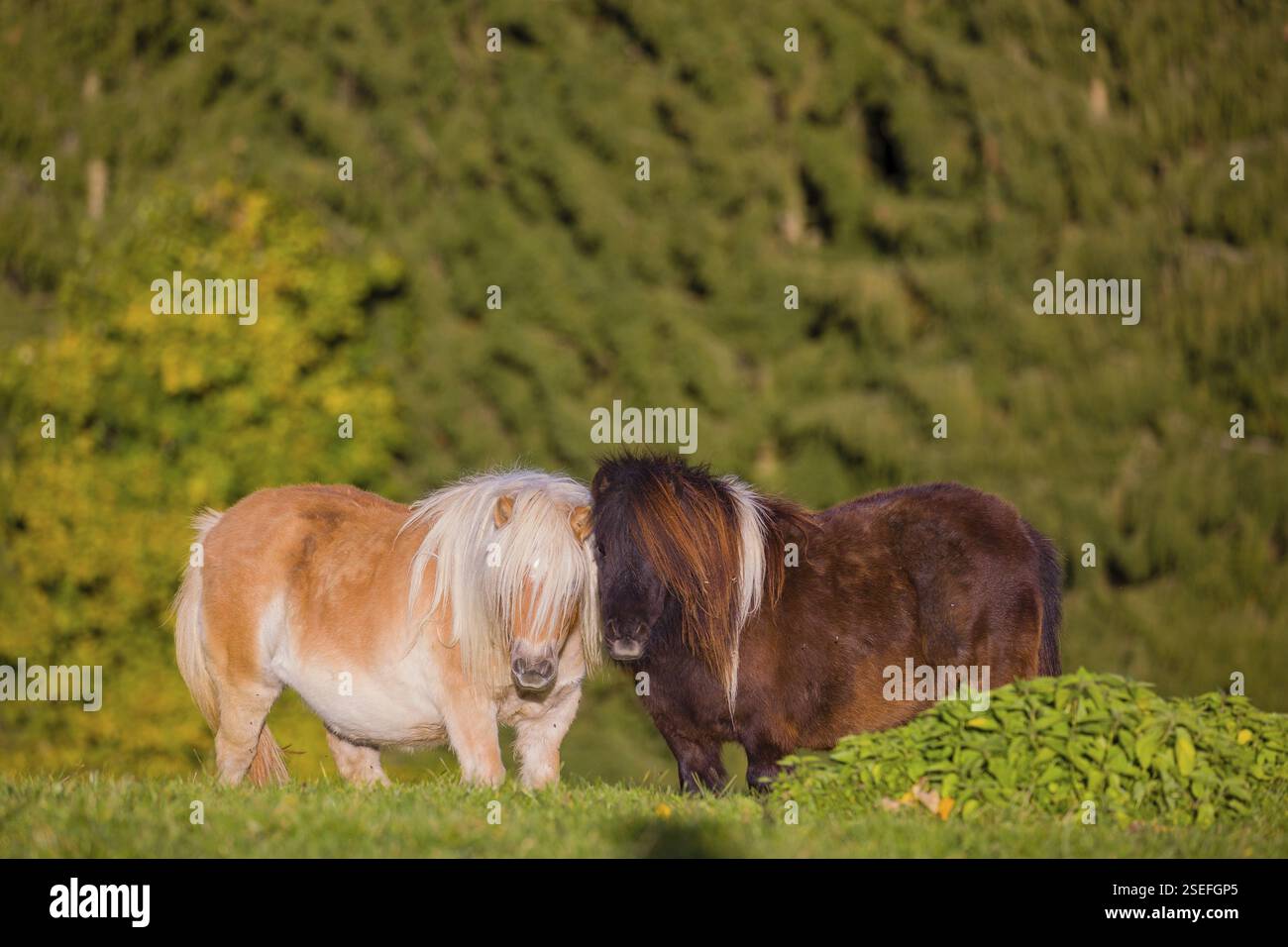Falabella mare and stallion groom each other. The Falabella (Equus ...