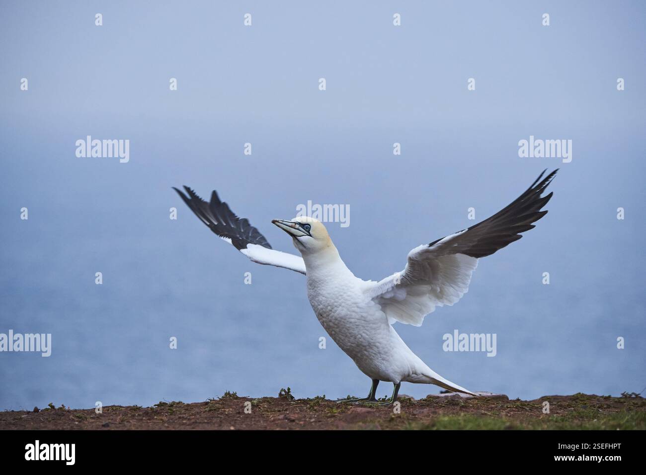Northern gannet (Morus bassanus) standing on the ground shaking its ...