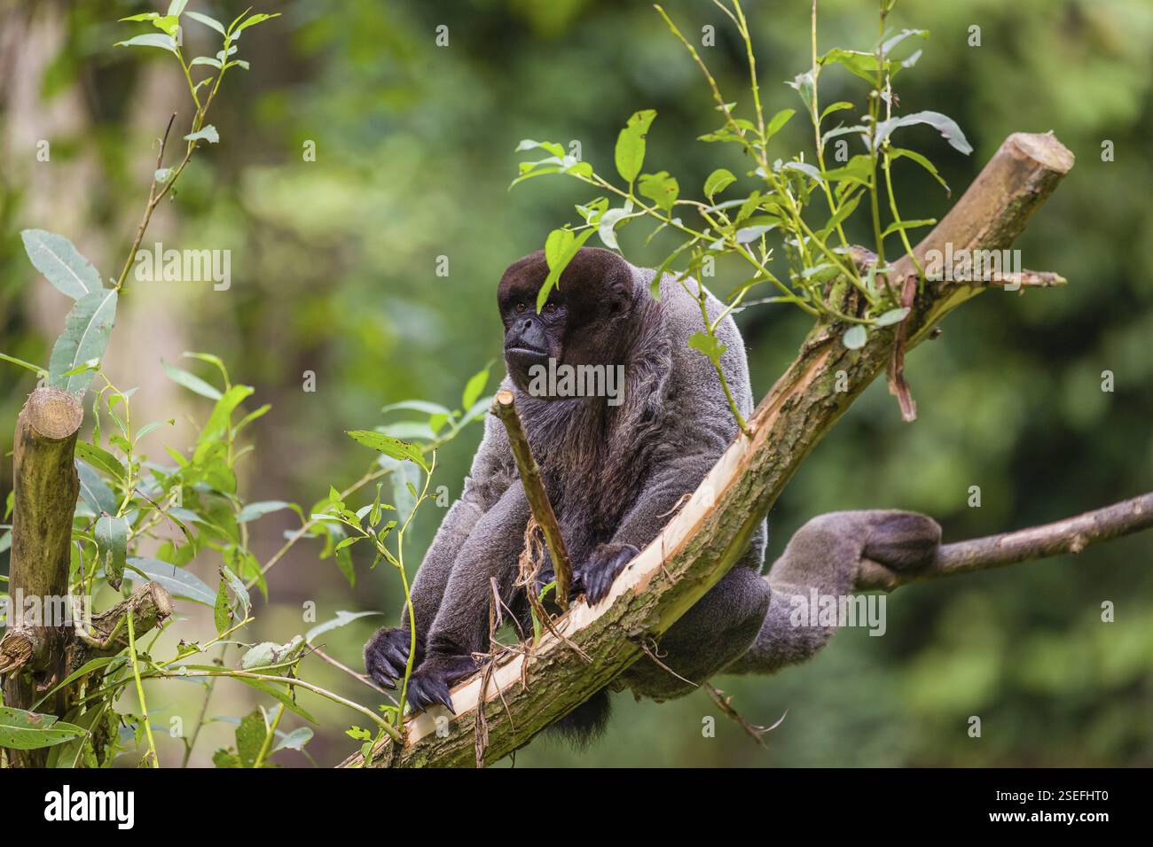 A common woolly monkey, brown woolly monkey, or Humboldt's woolly monkey (3) (Lagothrix ...