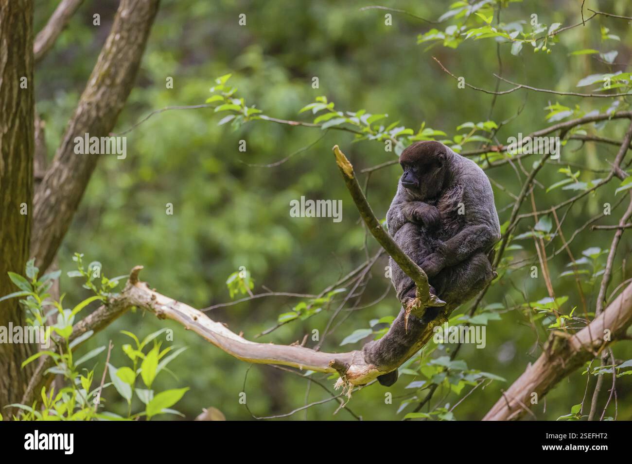 A common woolly monkey, brown woolly monkey, or Humboldt's woolly ...