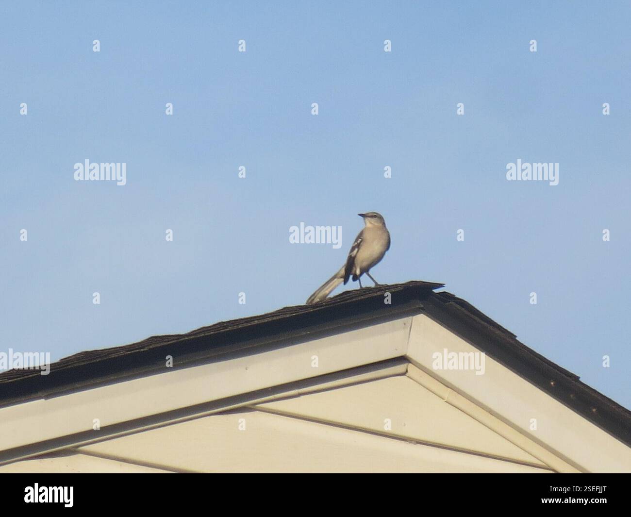 Northern Mockingbird (Mimus polyglottos), Aves, Georgetown, GA, USA ...
