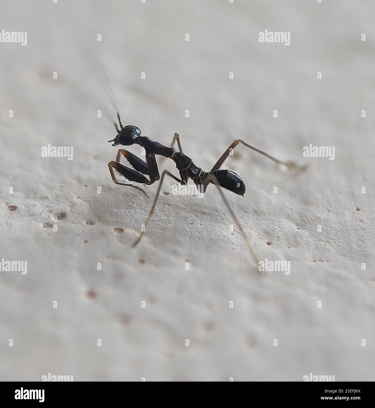 Asian Ant Mantis (Odontomantis planiceps), Insecta, Madurai Agriculture ...