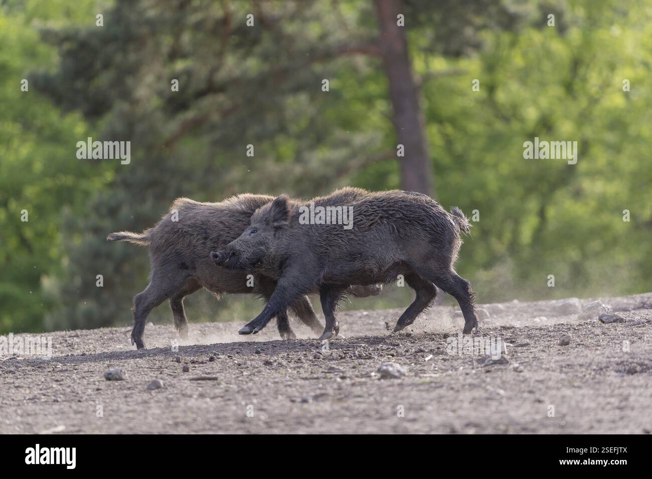 Two young wild boar or wild pig (Sus scrofa), play fighting on an ...