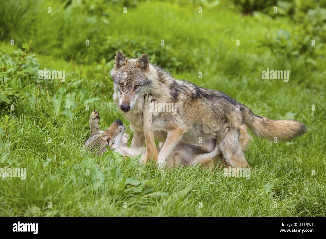 Two adult male eurasian gray wolves (Canis lupus lupus), social behaviour, dominance Stock Photo ...