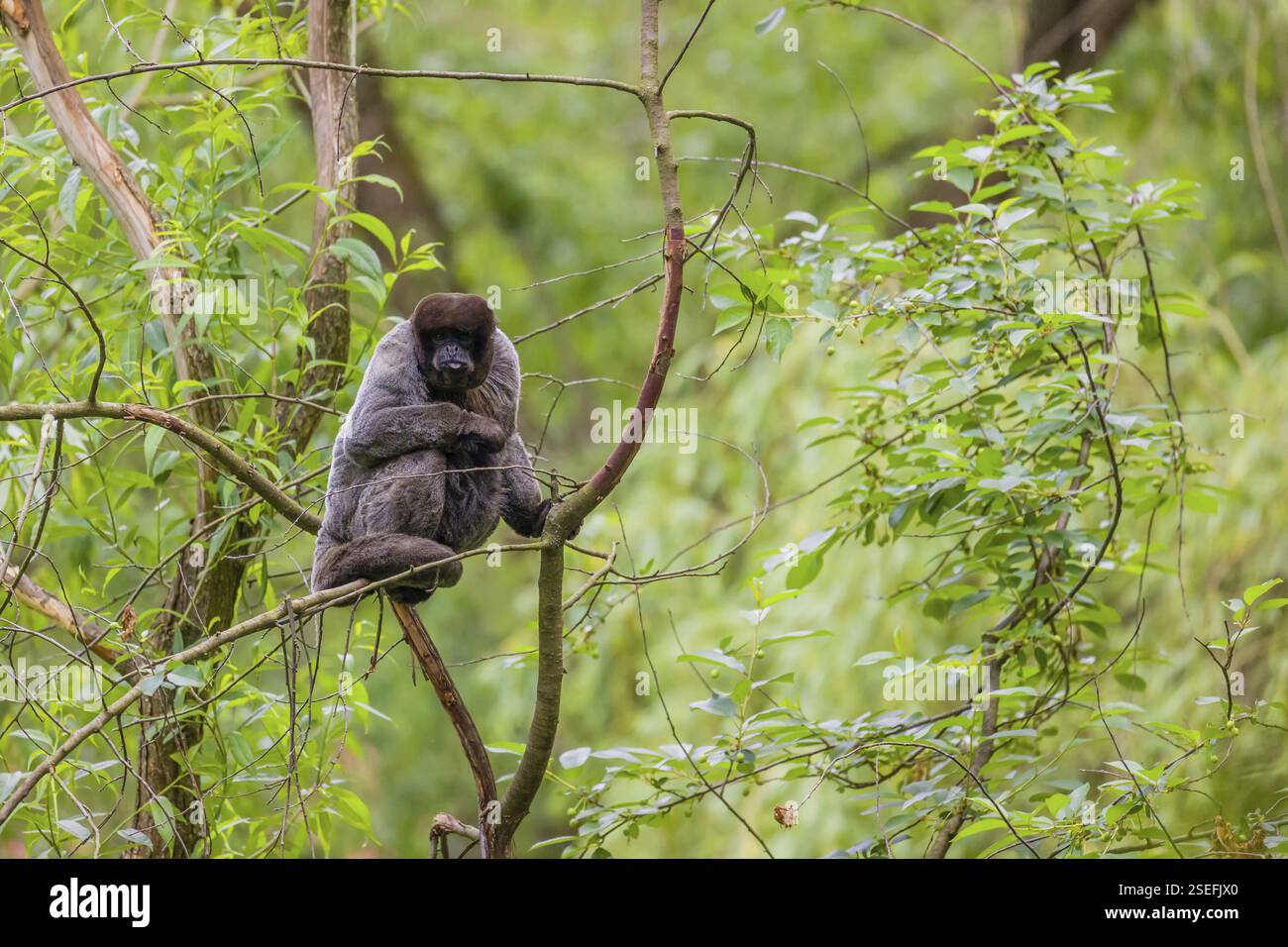 A common woolly monkey, brown woolly monkey, or Humboldt's woolly ...