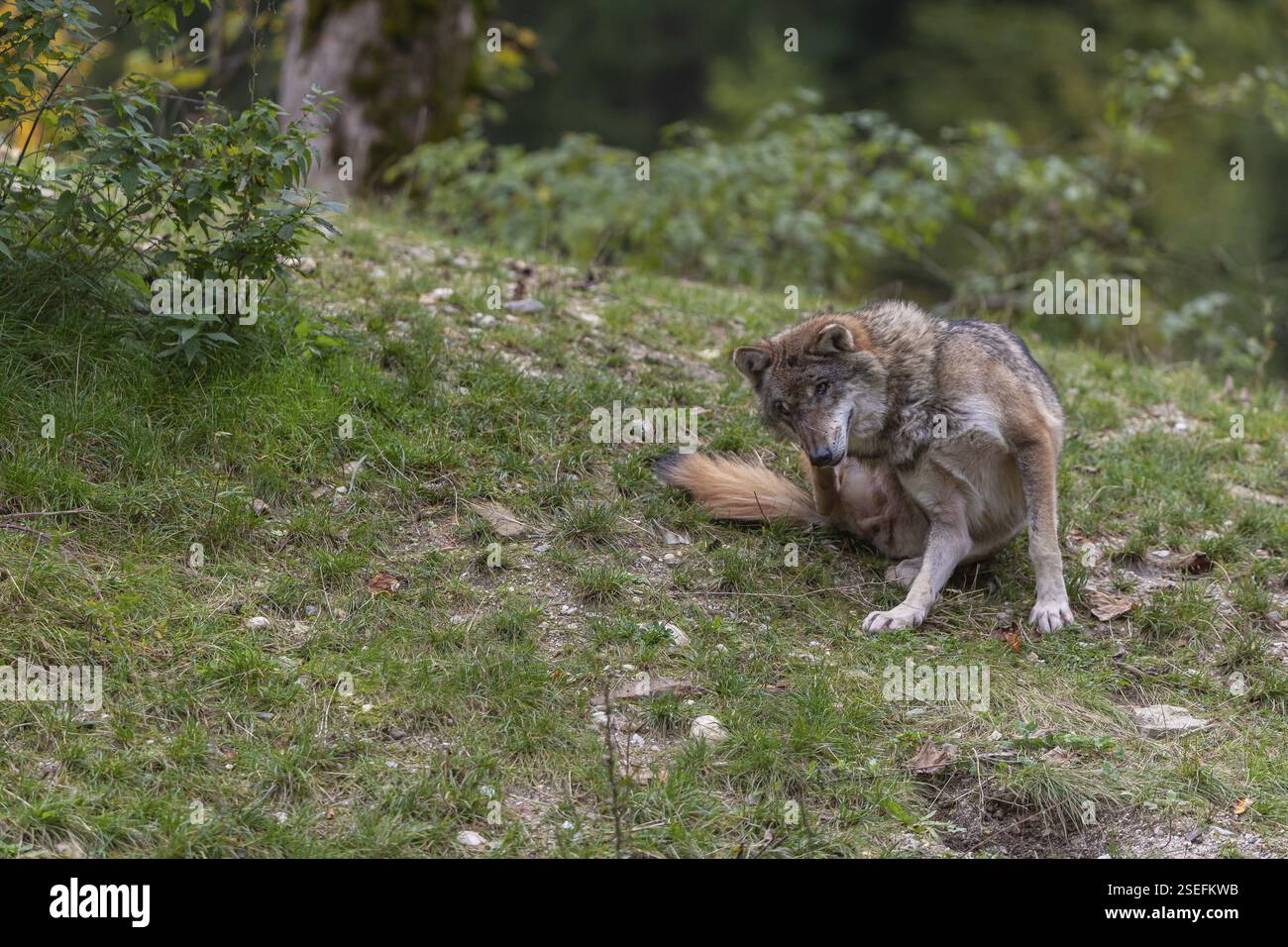 One eurasian gray wolf (Canis lupus lupus) sitting on a hill with green ...