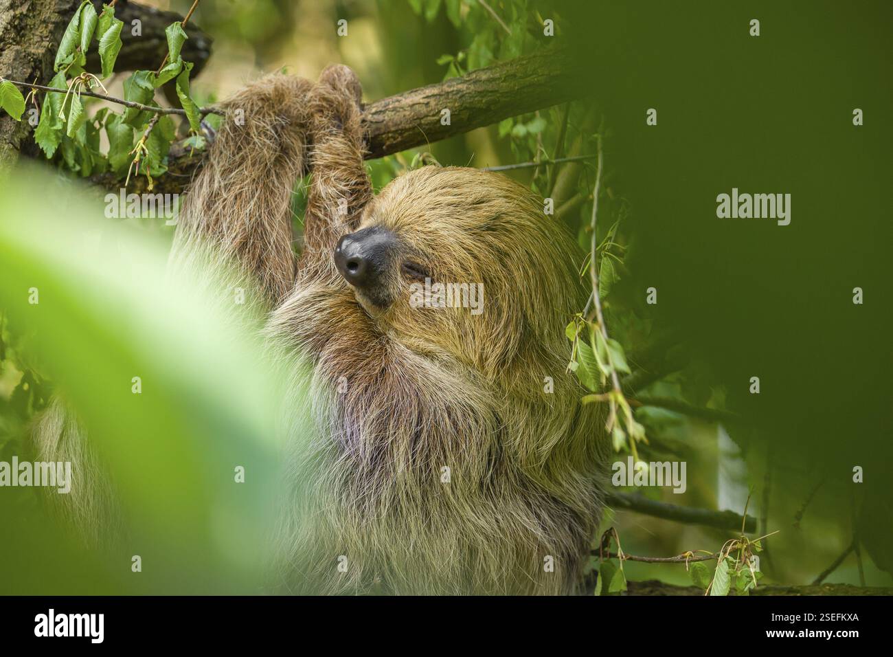 A Linnaeus's two-toed sloth (Choloepus didactylus) hangs down from a ...