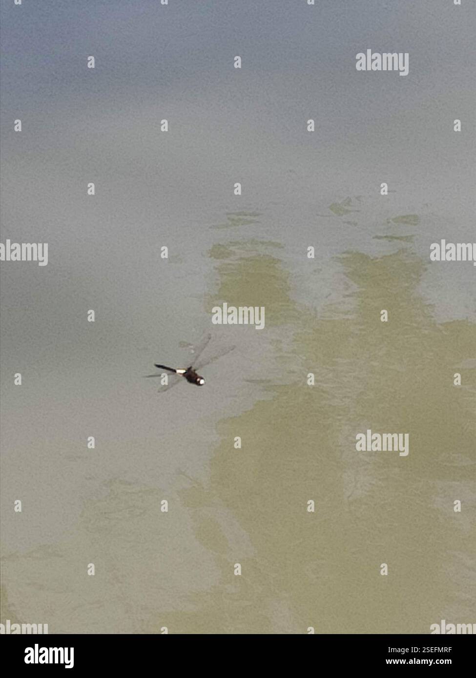 Banded Skimmer (Pseudothemis jorina), Insecta, Hpa-An Stock Photo - Alamy