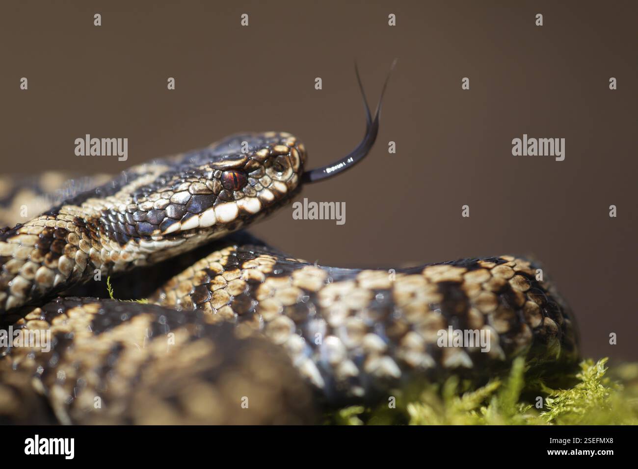 Common european adder or European viper (Vipera berus) adult snake with ...