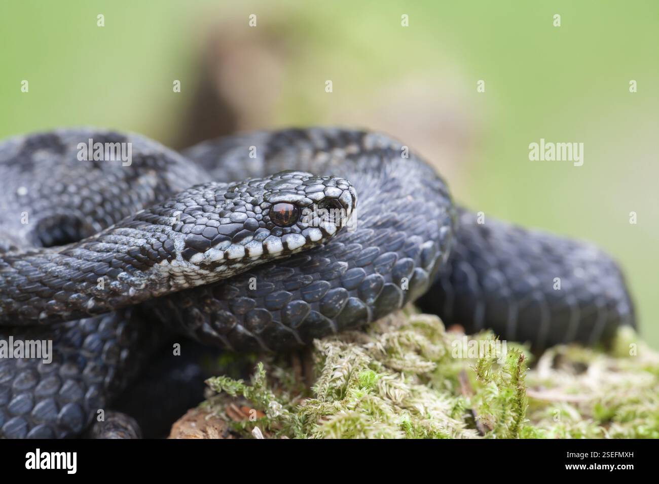 Common european adder or European viper (Vipera berus) adult black ...