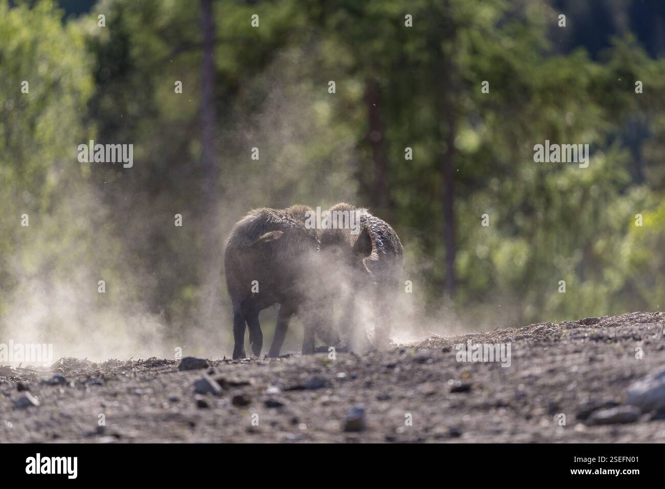 Two wild boar or wild pig (Sus scrofa) fighting on an opening with a ...