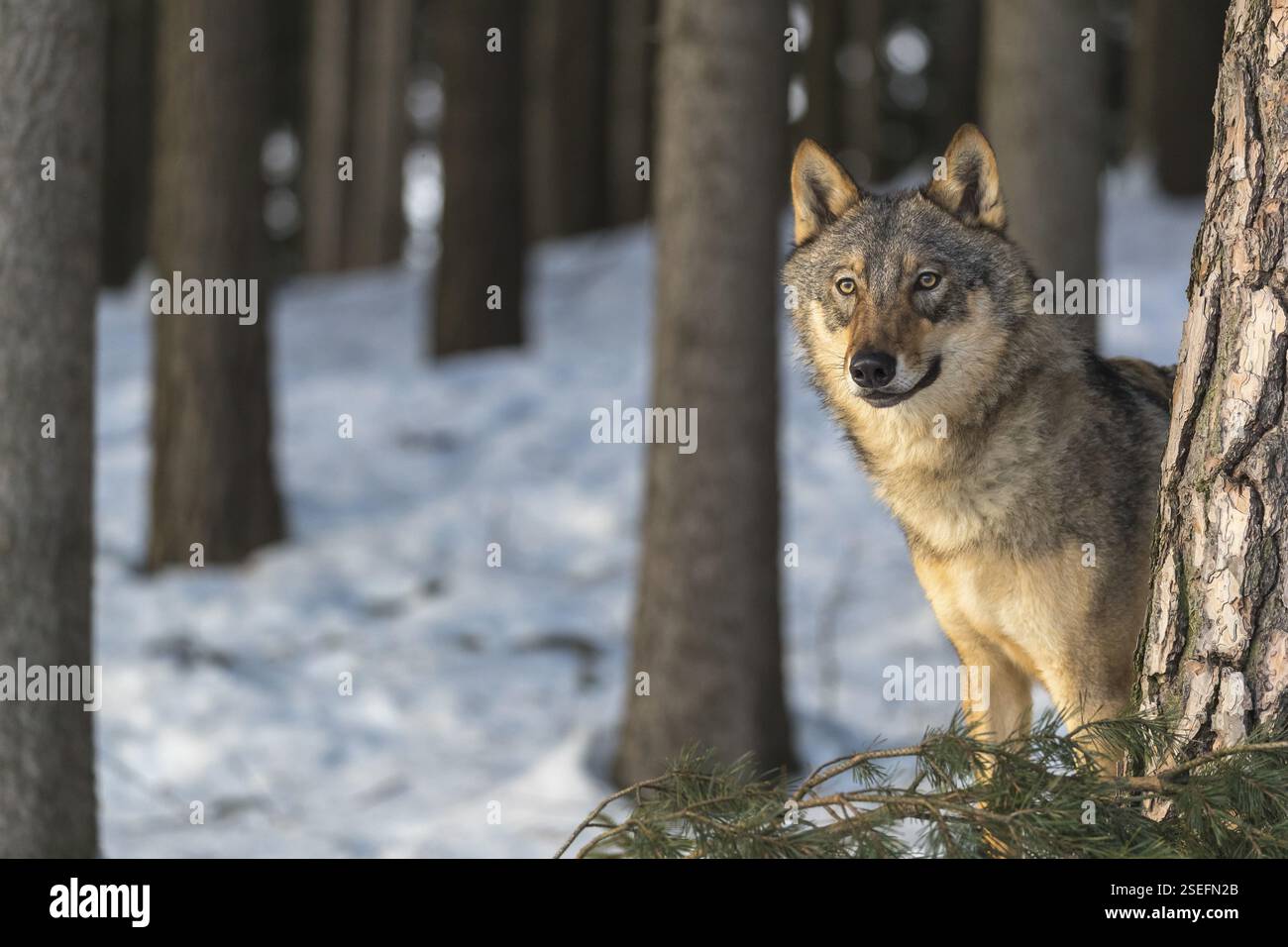 Portrait of one male eurasian gray wolf (Canis lupus lupus) standing ...