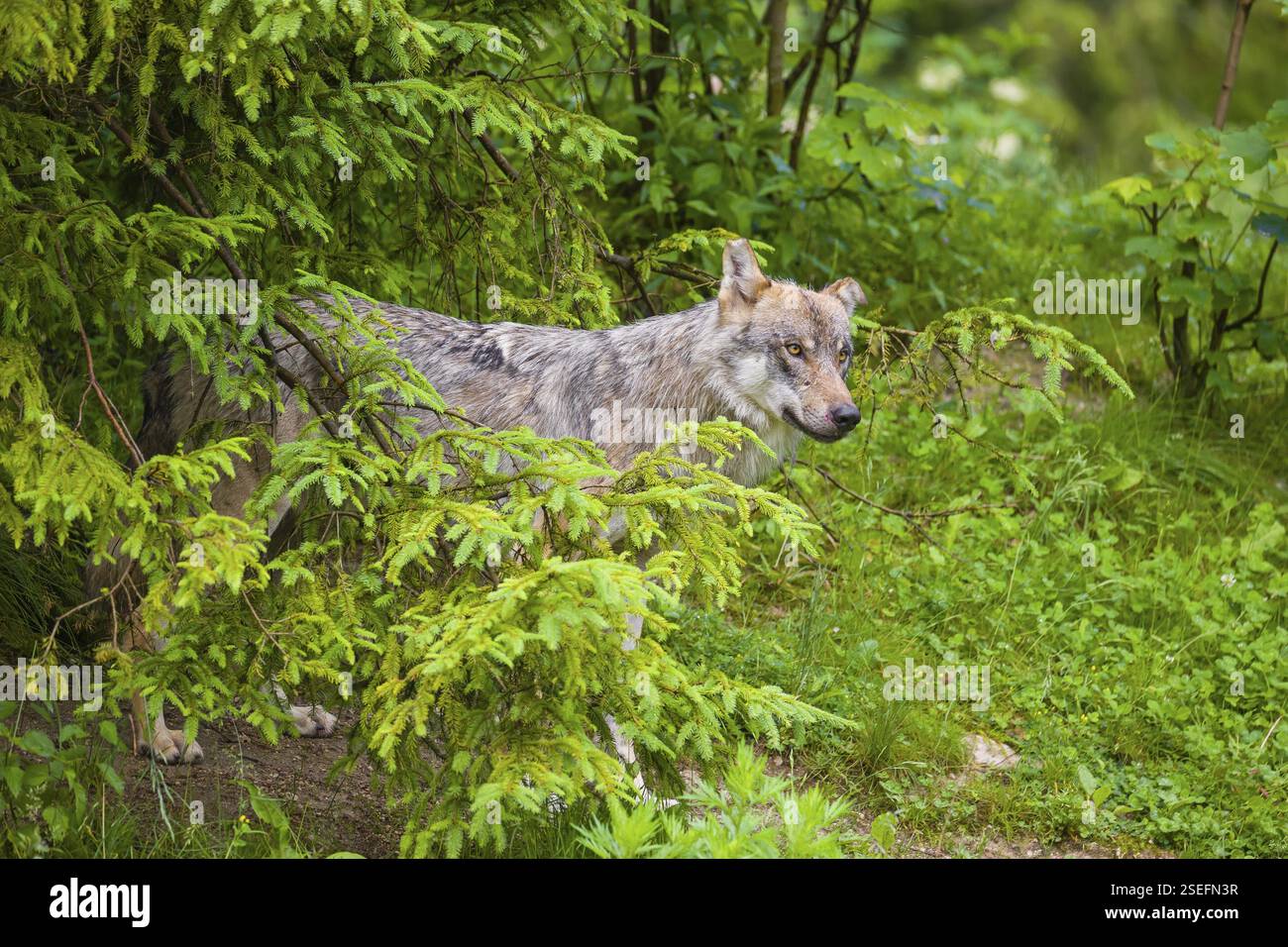 A eurasian gray wolf (Canis lupus lupus) stands under a spruce tree ...