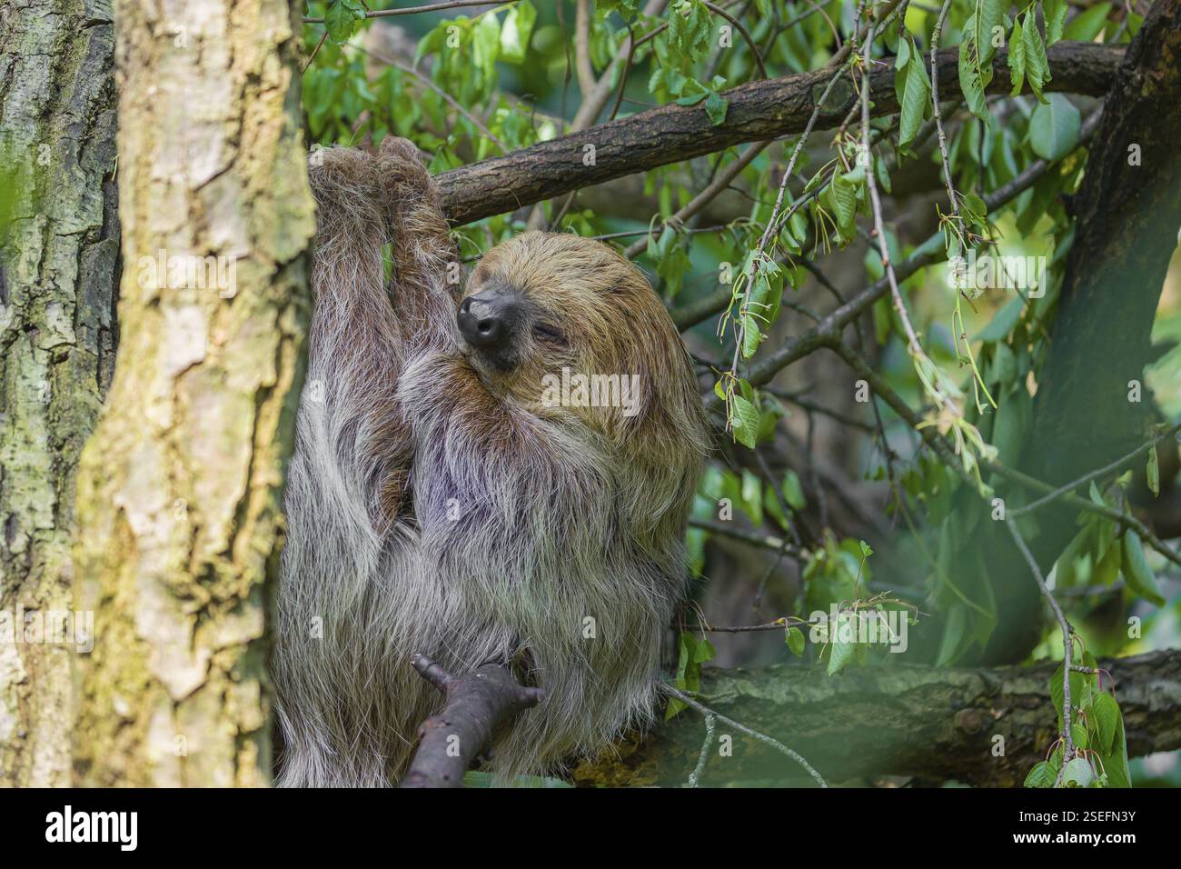 A Linnaeus's two-toed sloth (Choloepus didactylus) hangs down from a ...