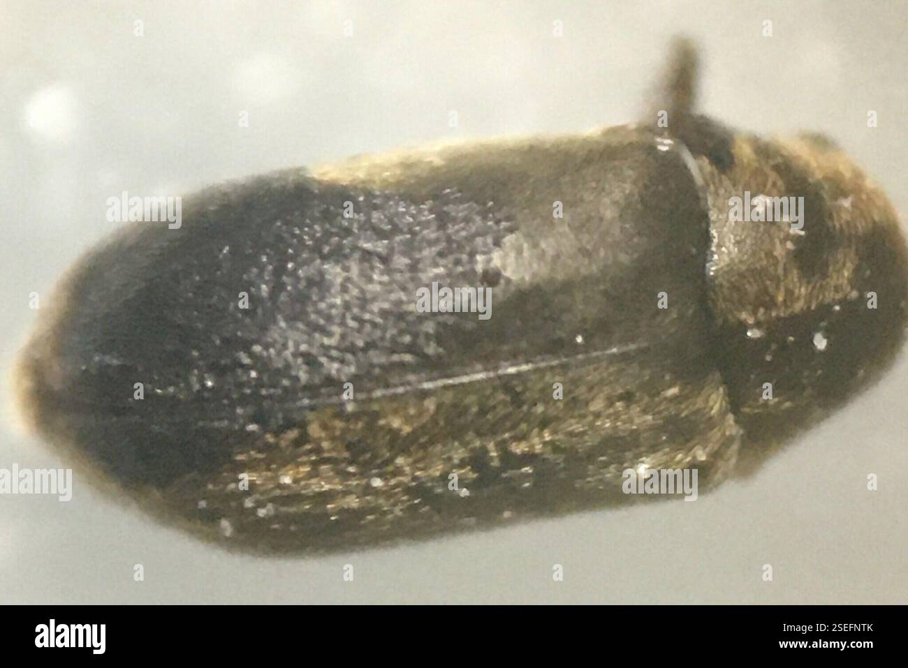 Deathwatch, Spider, and Wood-borer Beetles (Ptinidae), Insecta, Wynyard ...