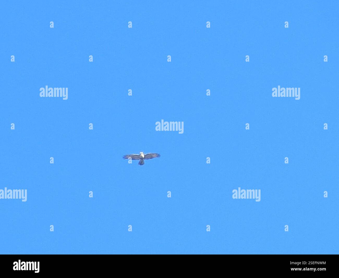 Red-tailed Hawk (Buteo jamaicensis), Aves, Windsor Forest, Savannah, GA ...