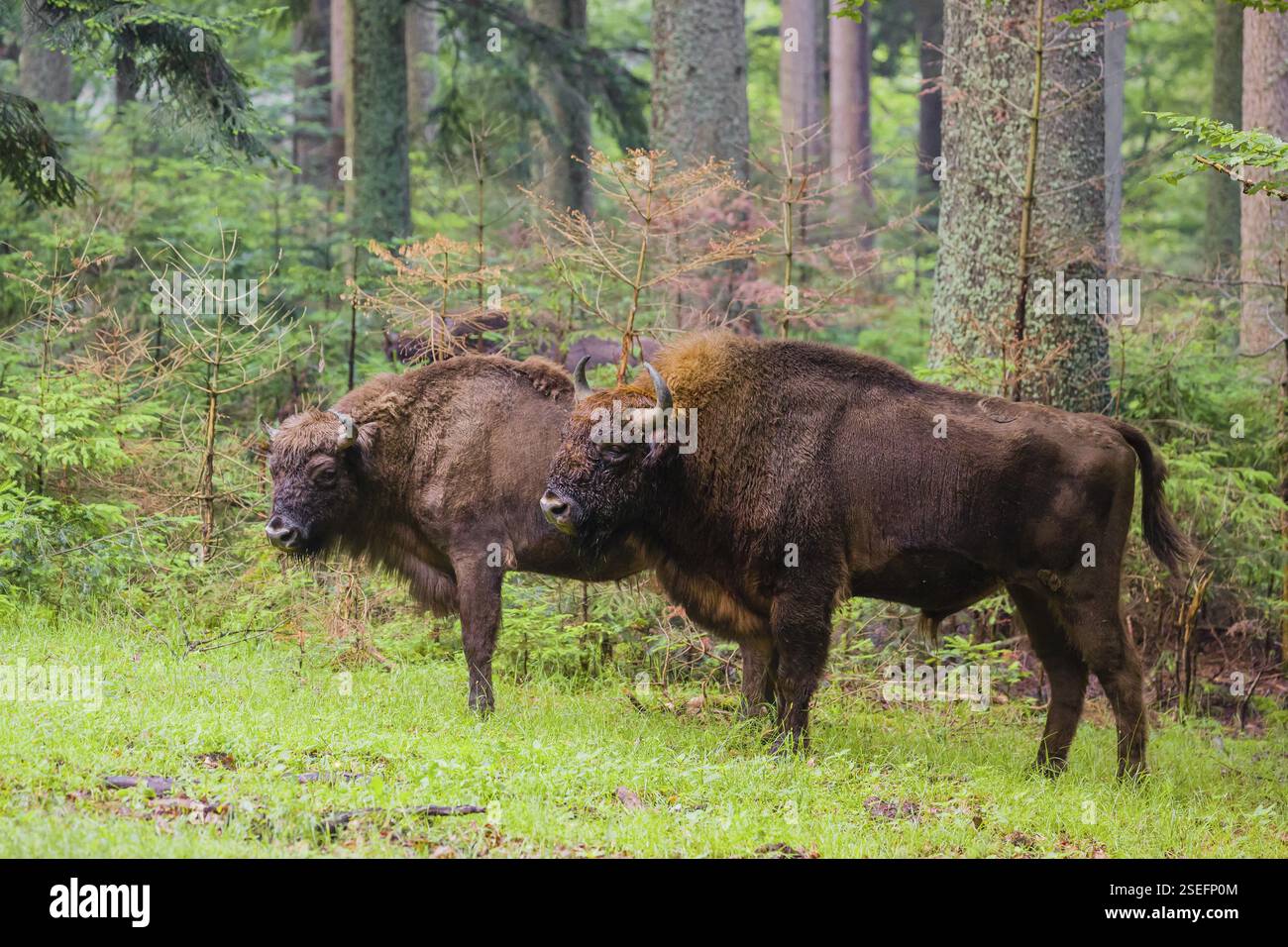 An adult male and female European bison (Bison bonasus) stand in a ...