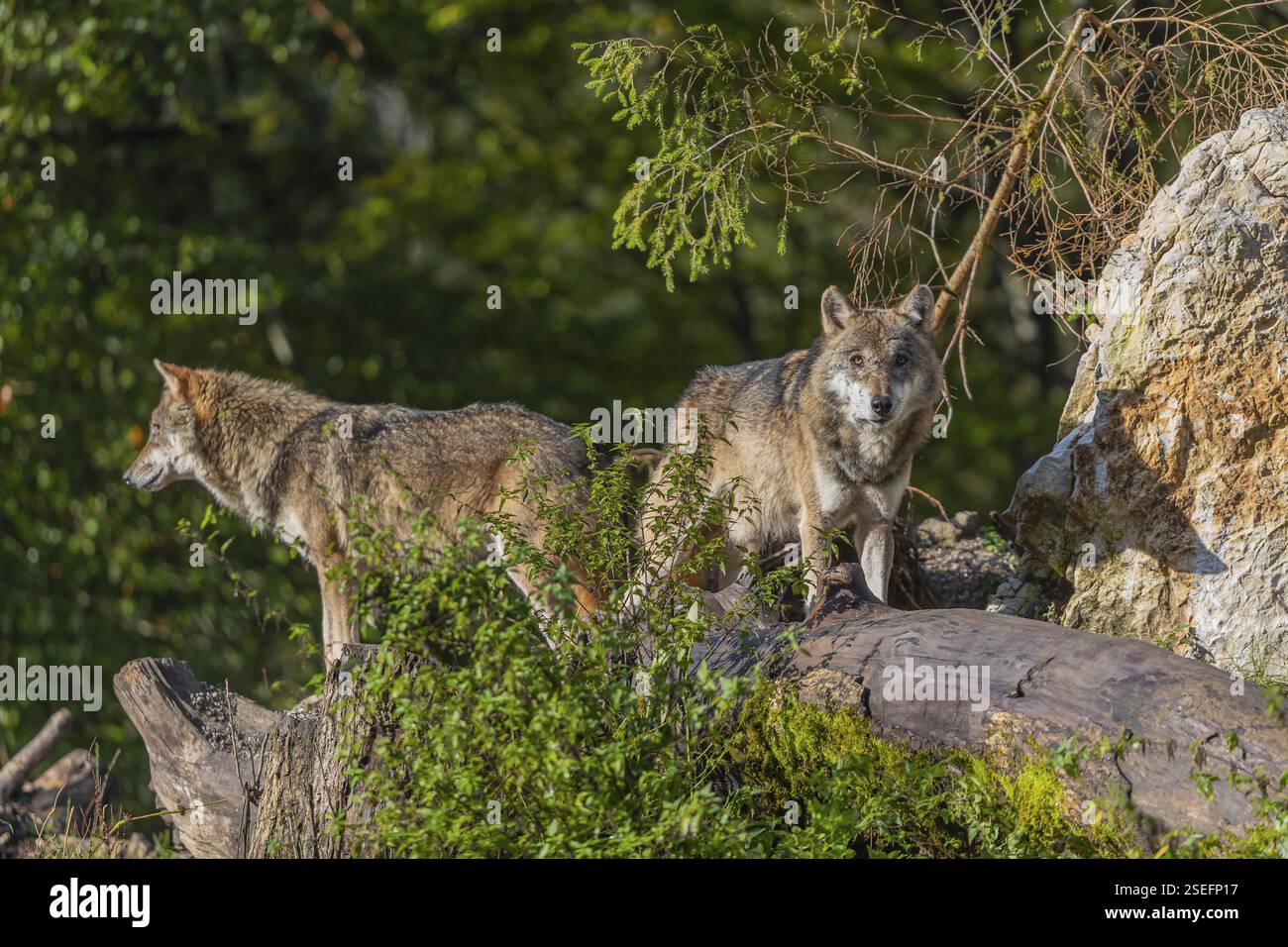Two eurasian gray wolf (Canis lupus lupus) standing on a log in front ...