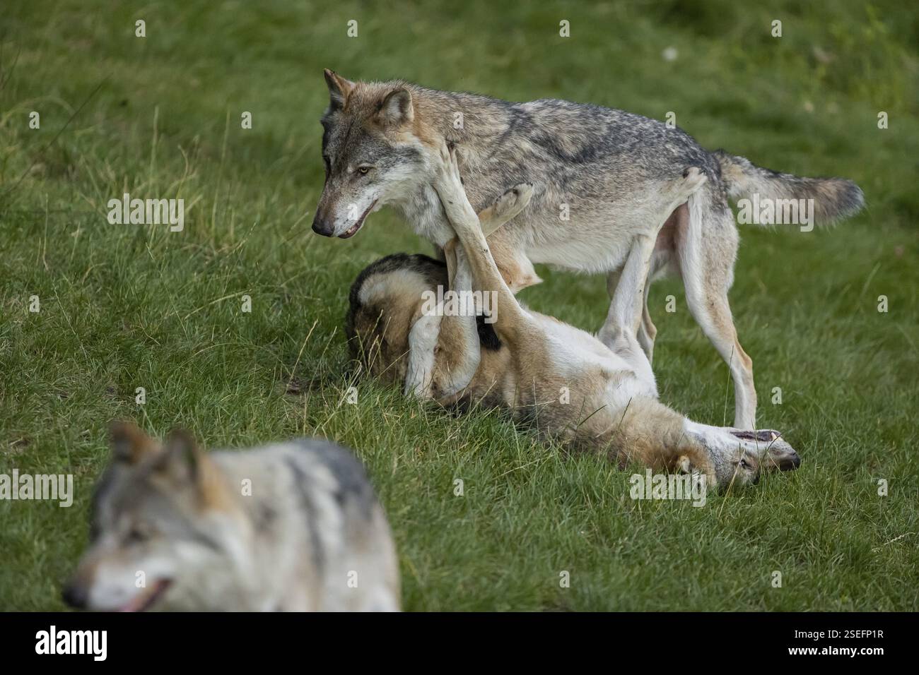 Three adult male eurasian gray wolves (Canis lupus lupus), playing Stock Photo - Alamy