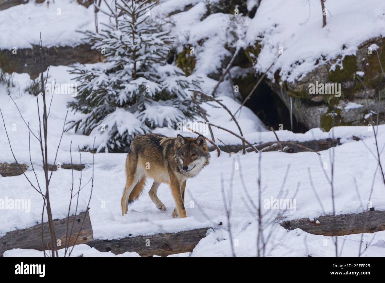 One adult eurasian gray wolf (Canis lupus lupus) walking thru a snow ...