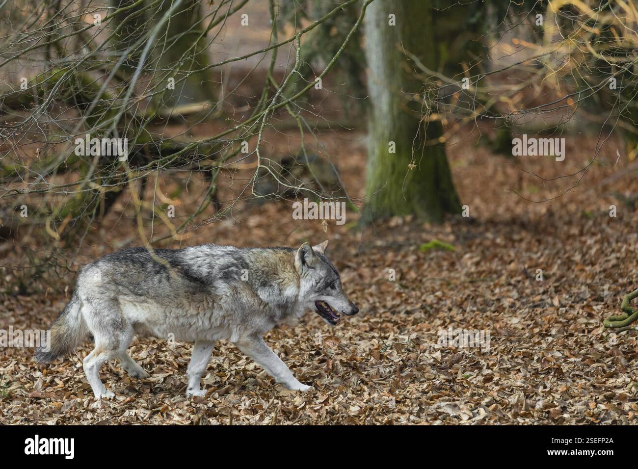 One eurasian gray wolf (Canis lupus lupus) walks on the forest floor ...