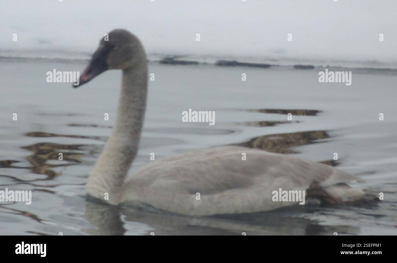 Trumpeter Swan (Cygnus buccinator), Aves, Okanagan-Similkameen, BC ...