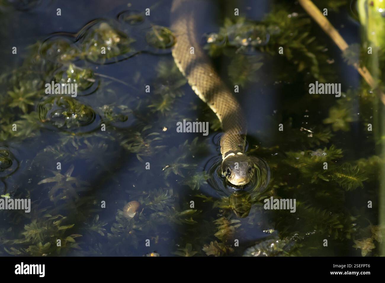 Grass snake (Natrix natrix) adult snake swimming in water of a pond ...