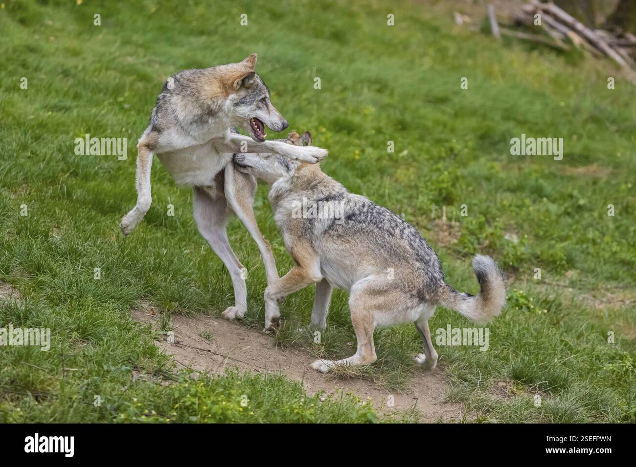 Two adult male eurasian gray wolves (Canis lupus lupus), social behaviour, dominance Stock Photo ...