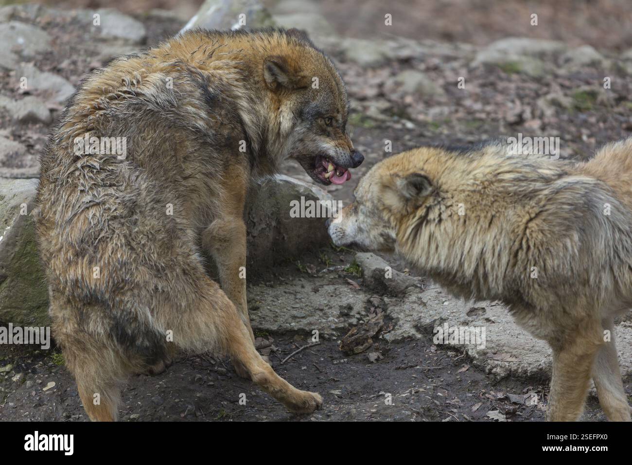 Social behaviour between two adult eurasian gray wolves (Canis lupus ...