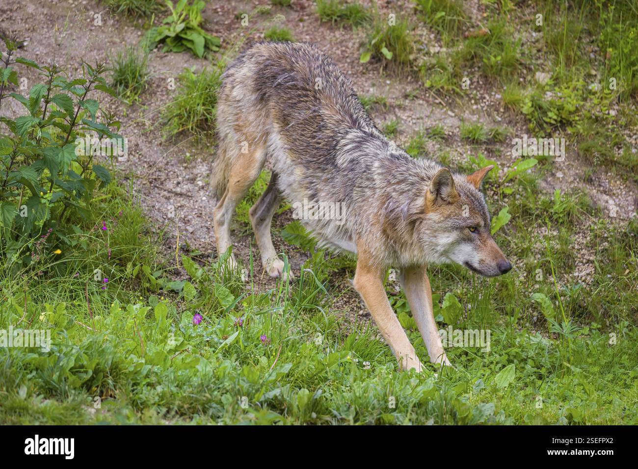 A eurasian gray wolf (Canis lupus lupus) stands on a hill and stretches ...