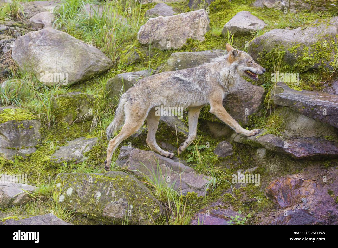 An adult male eurasian gray wolf (Canis lupus lupus) walks up a cascade to drink water Stock ...