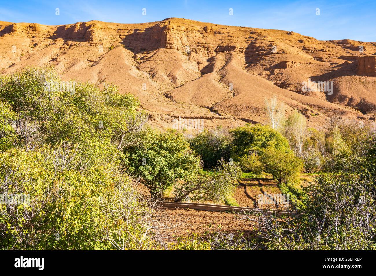 Green trees and farming fields in desert mountain landscape of Dades ...