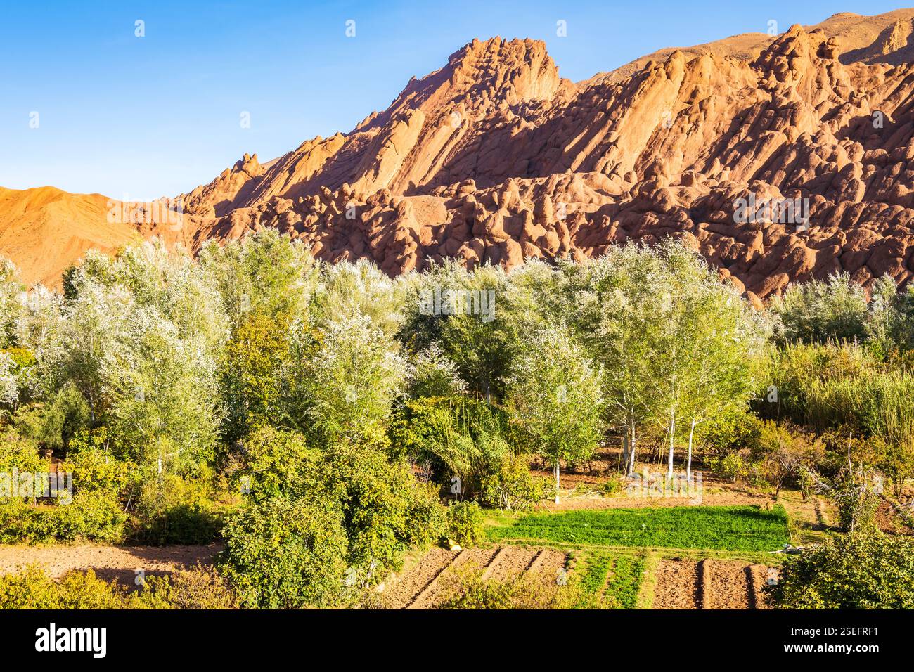 Green trees and farming fields in desert mountain landscape of Dades ...