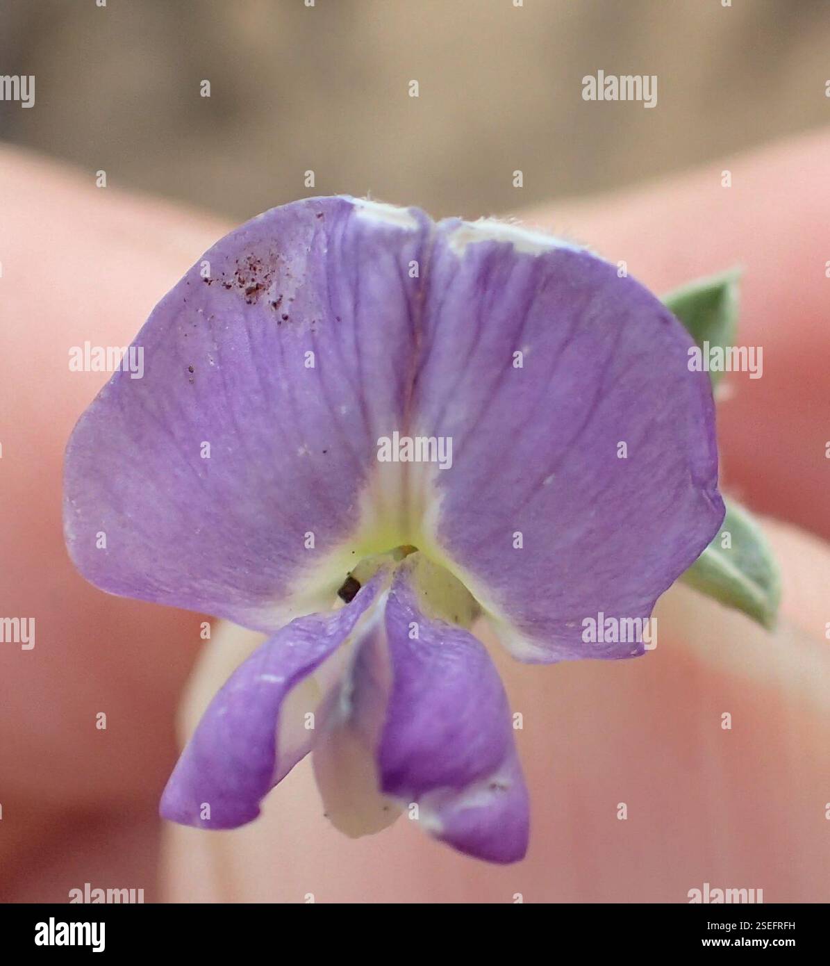 (Lotononis lotononoides), Plantae, Highmoor, 3300, South Africa ...