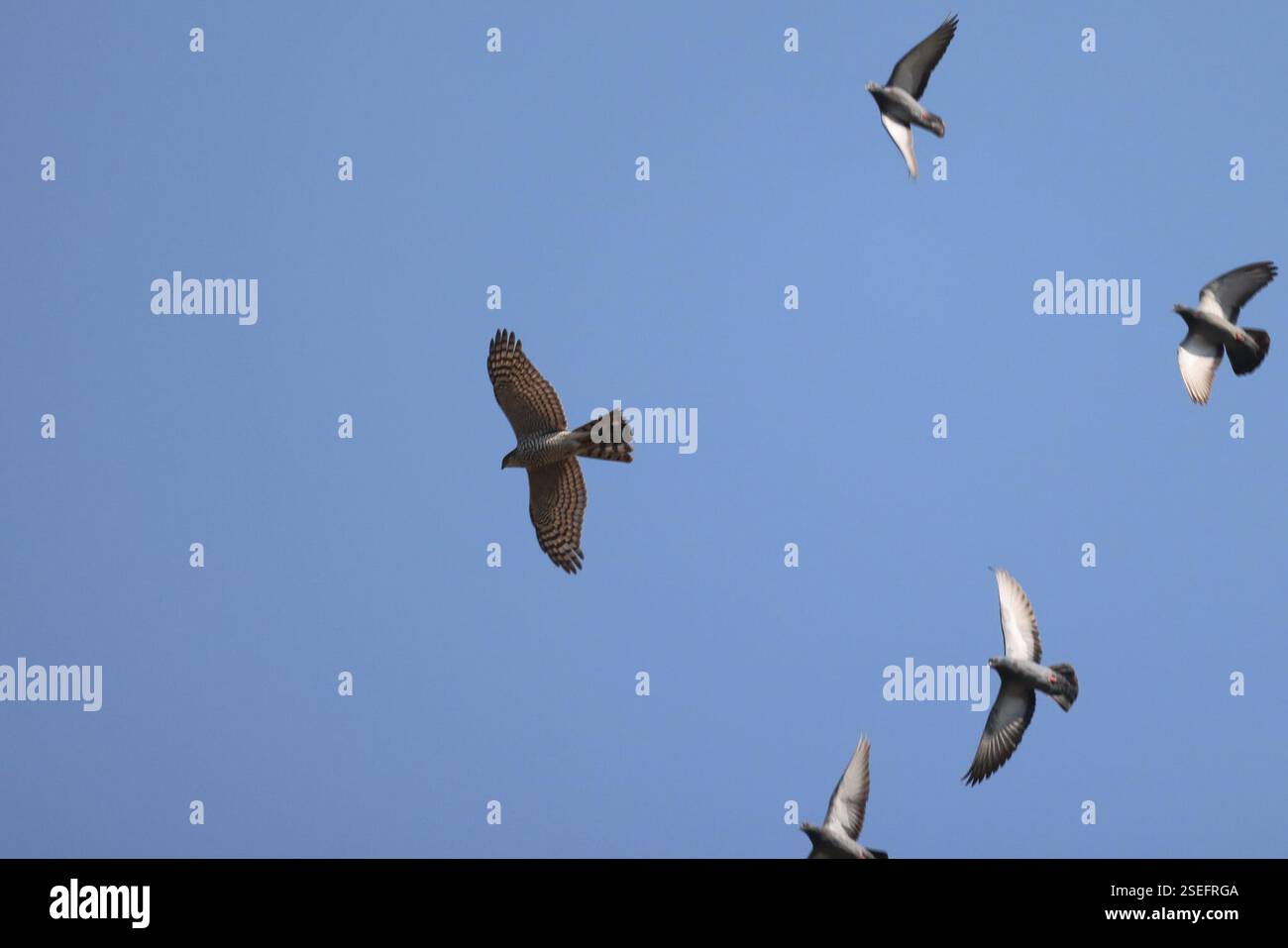 Eurasian Sparrowhawk (Accipiter nisus), Aves, Lamatar, Nepal Stock ...