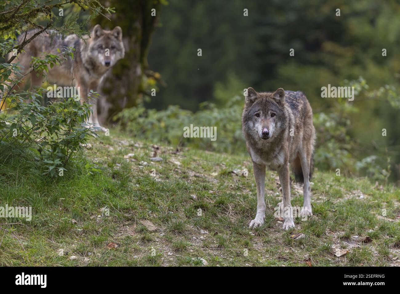 Two eurasian gray wolf (Canis lupus lupus) standing on a small grassy ...