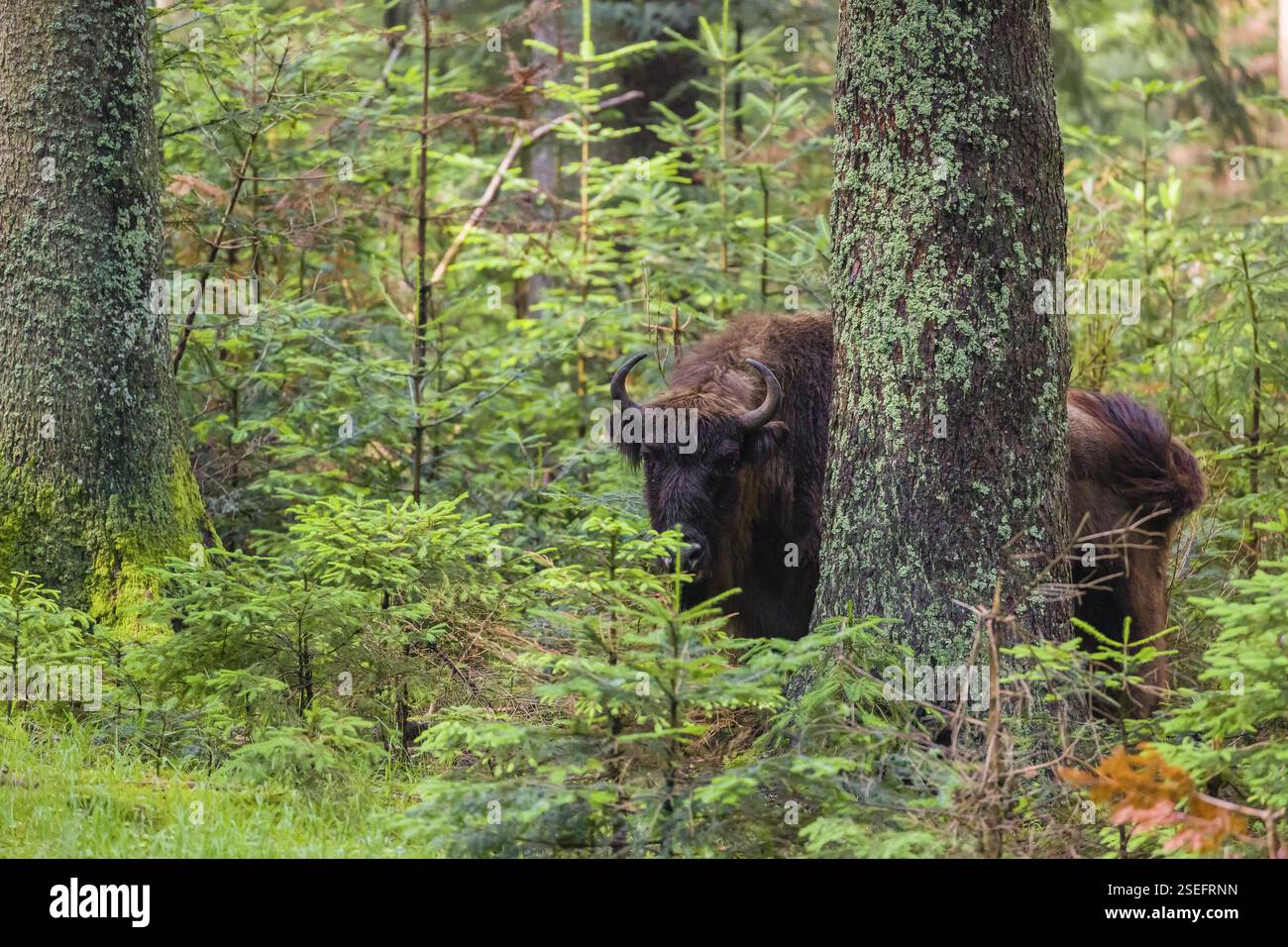 An adult male European bison (Bison bonasus) stands in a dense forest ...