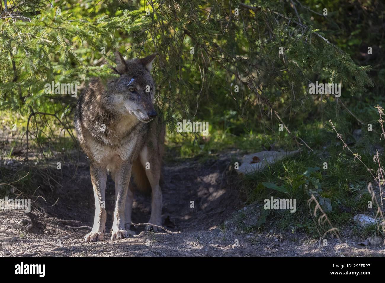 One eurasian gray wolf (Canis lupus lupus) standing under a spruce tree ...