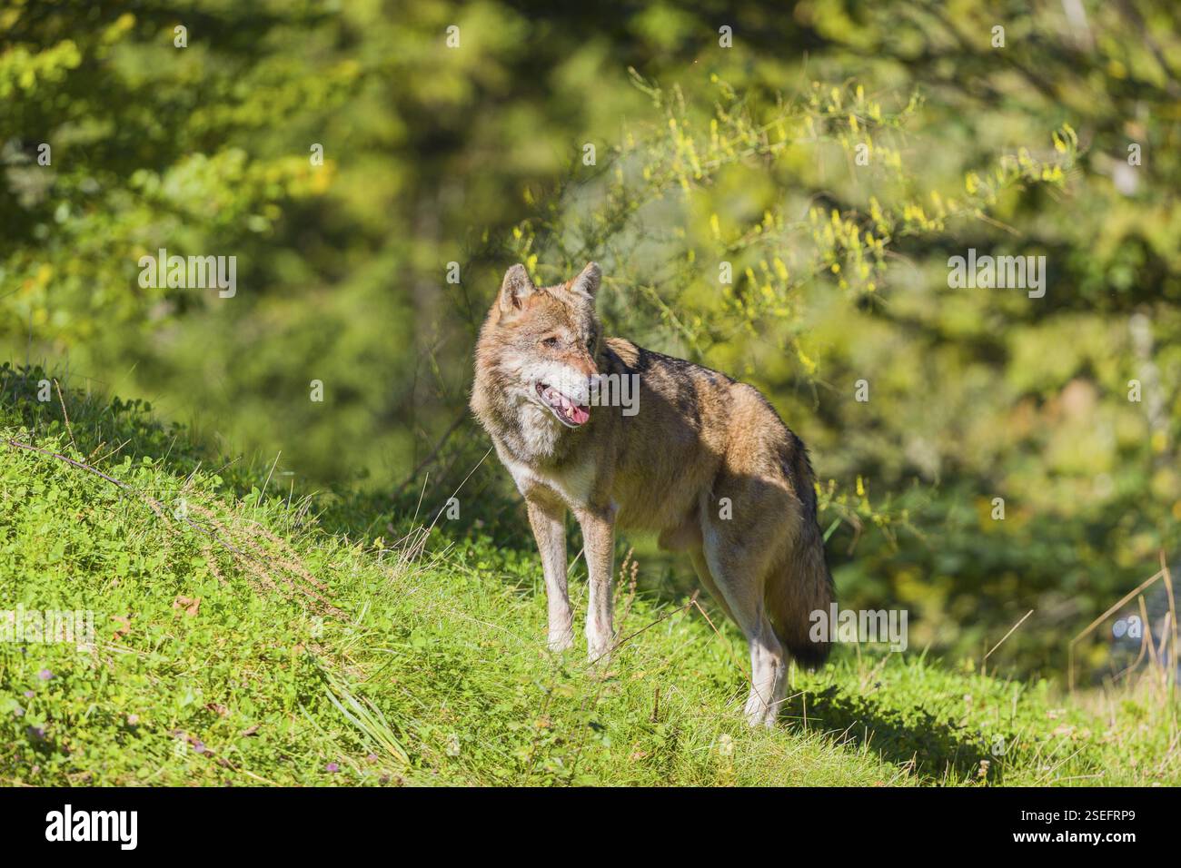 One eurasian gray wolf (Canis lupus lupus) walking up a grassy hill ...