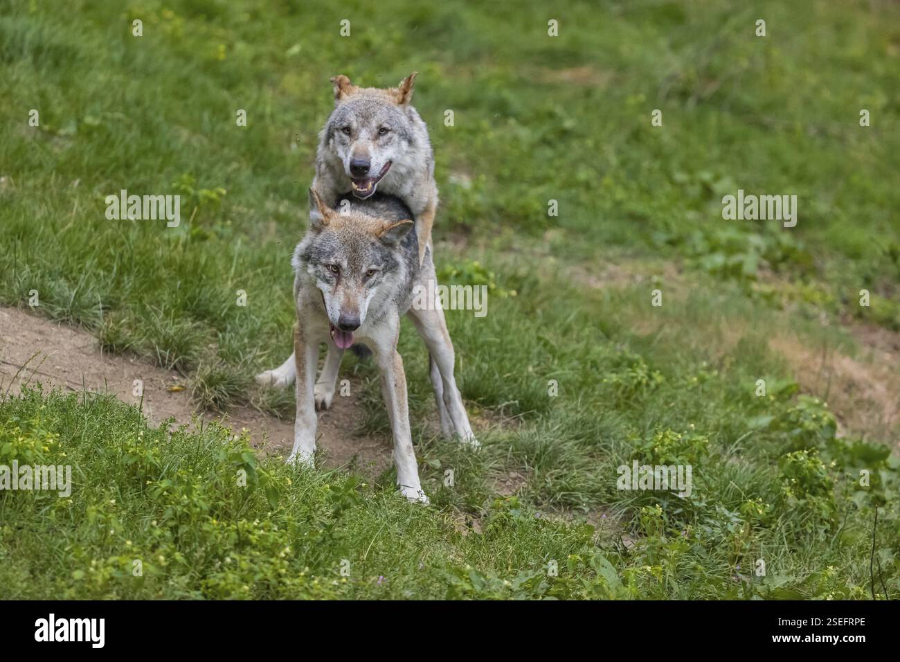 Two adult male eurasian gray wolves (Canis lupus lupus), social ...