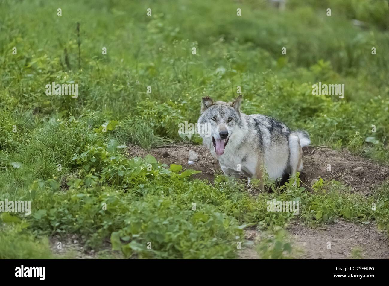 One adult male eurasian gray wolf (Canis lupus lupus) lies in a hollow ...