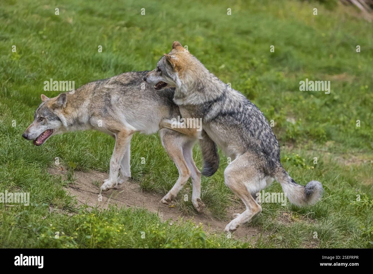 Two adult male eurasian gray wolves (Canis lupus lupus), social behaviour, dominance Stock Photo ...