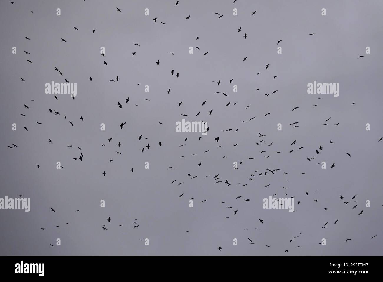 Flock of crows in the winter sky, Germany, Europe Stock Photo - Alamy